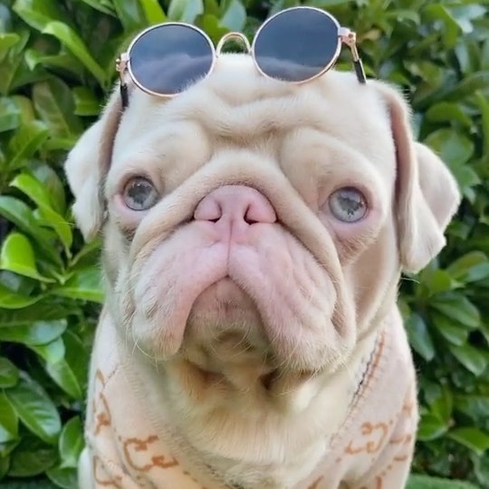 Internet sensation, rare pink pug Milkshake’s photos are too cute for words